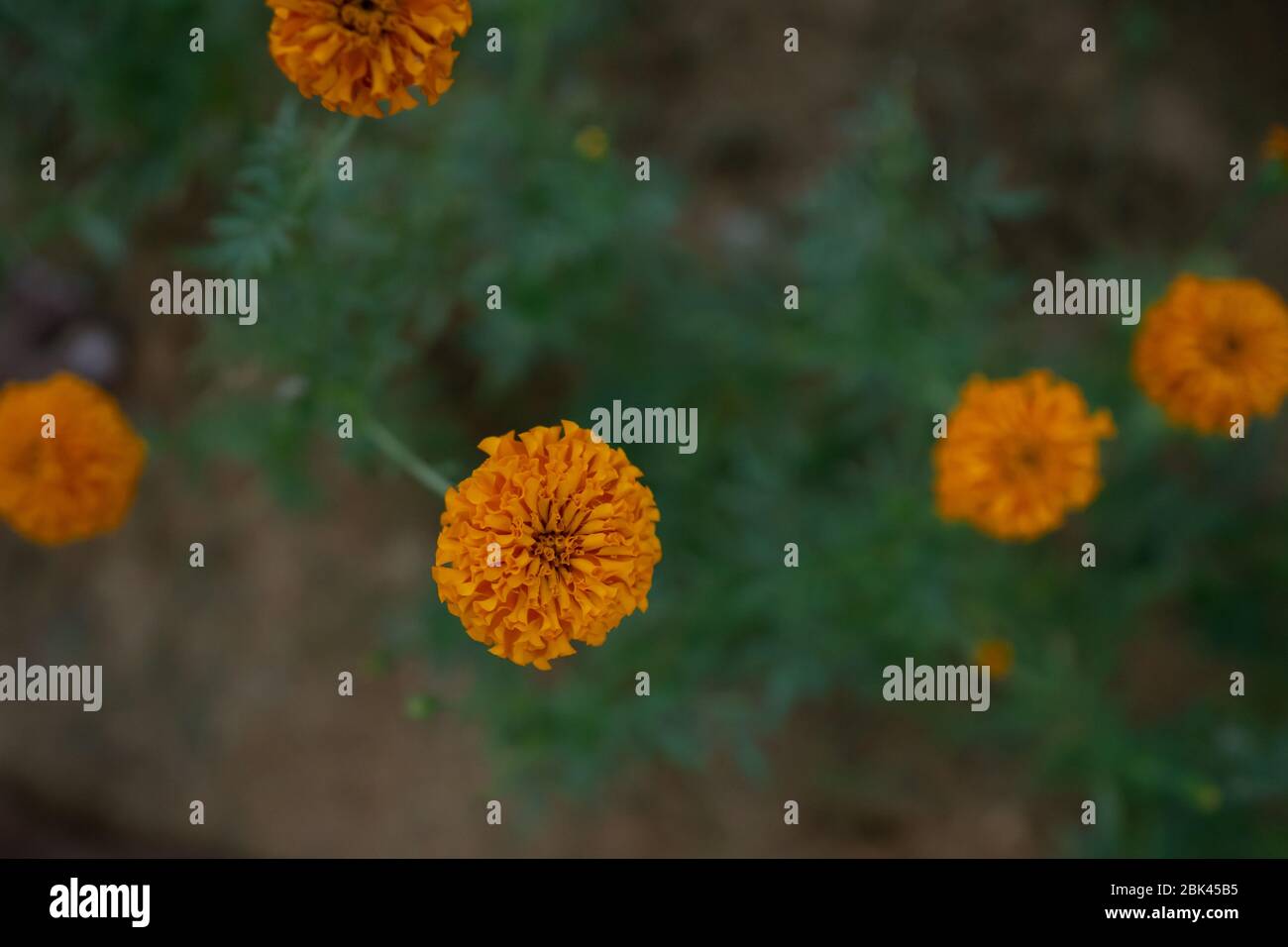 Few Mexican marigold Flower Trees Stock Photo - Alamy
