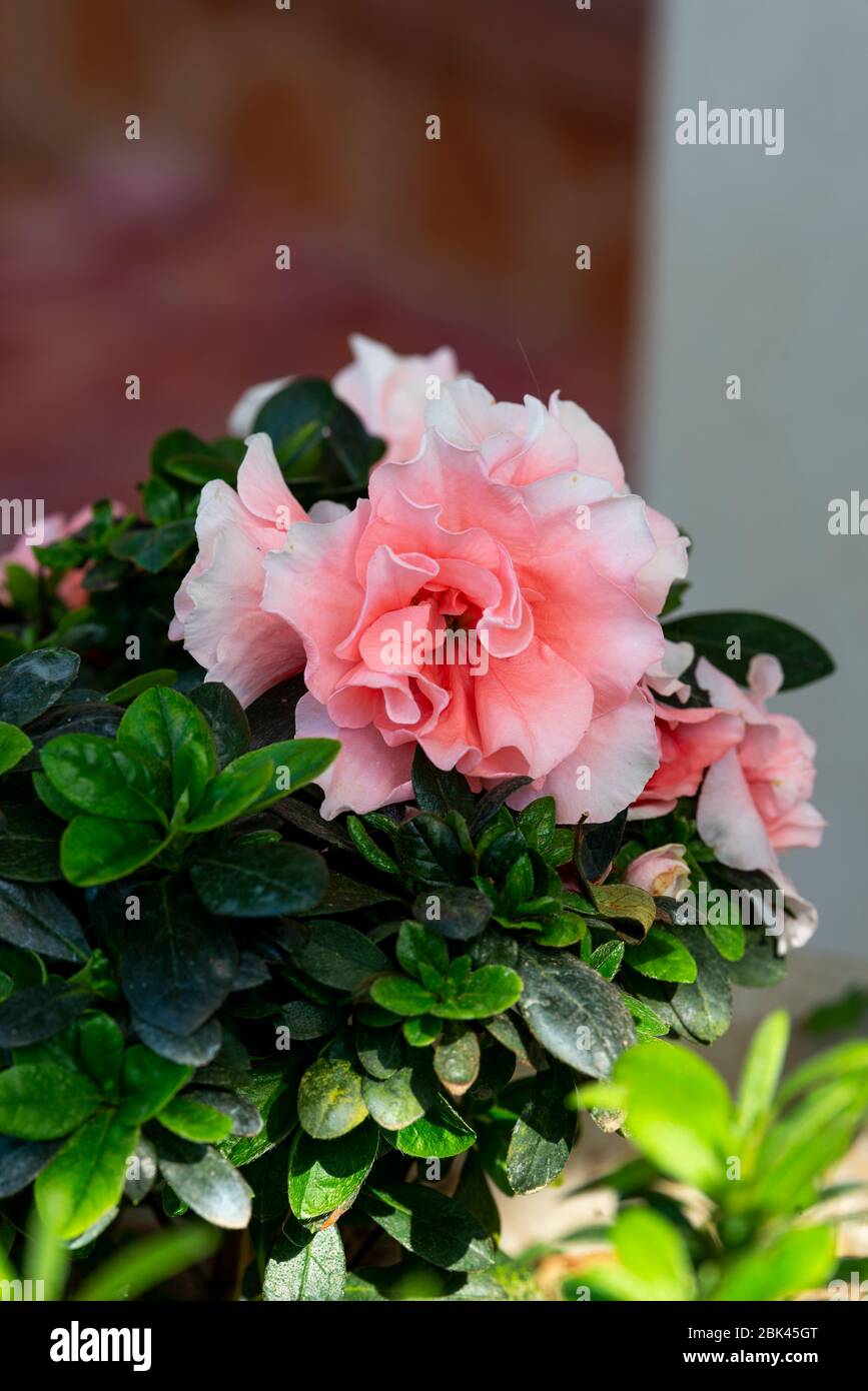 A cluster of blooming azaleas Stock Photo - Alamy
