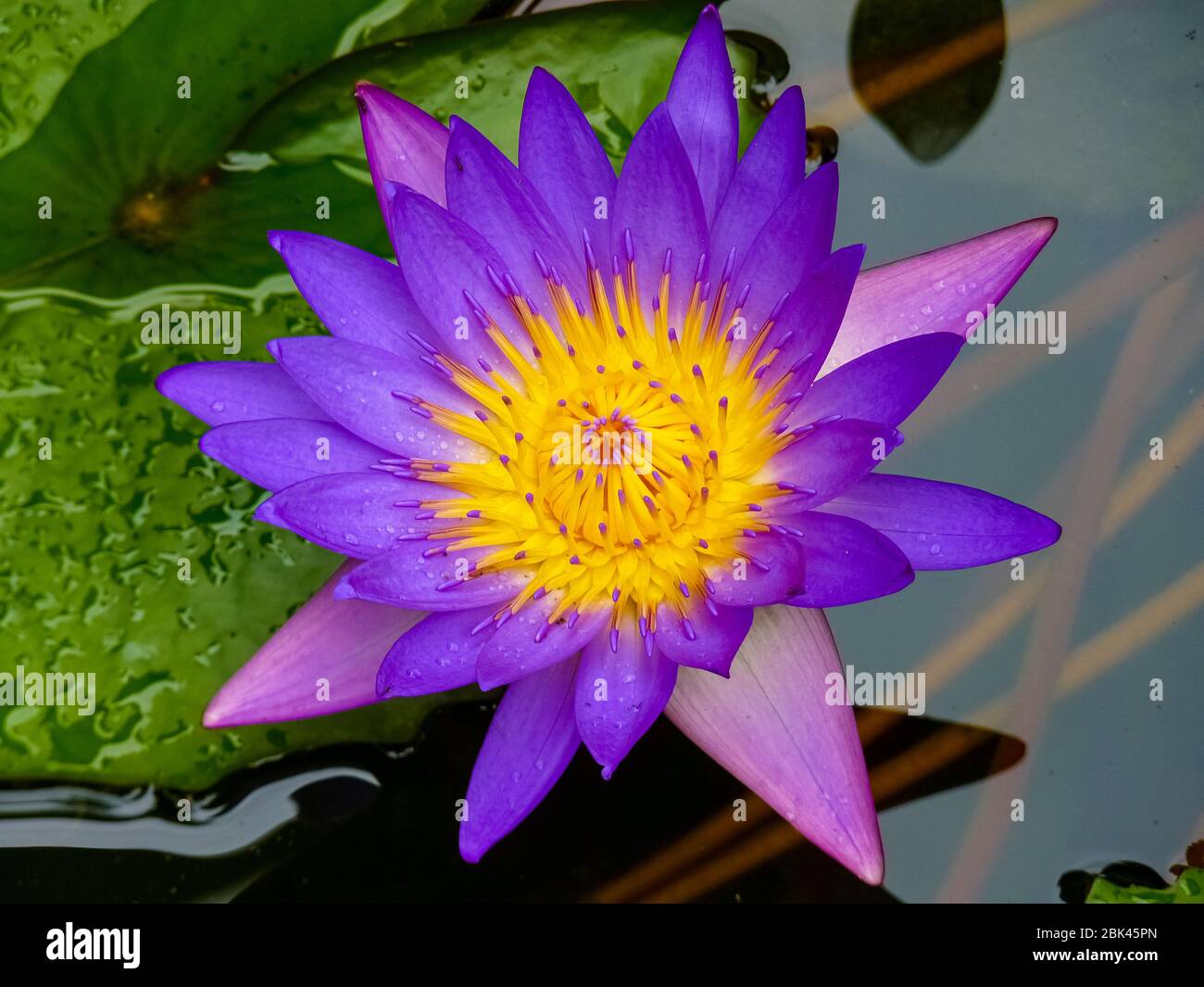 Rice lily hi-res stock photography and images - Alamy