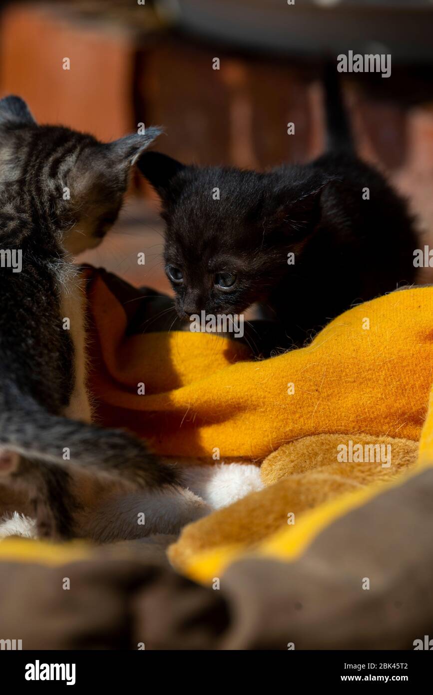 A cute orange little milk cat, kitten Stock Photo - Alamy