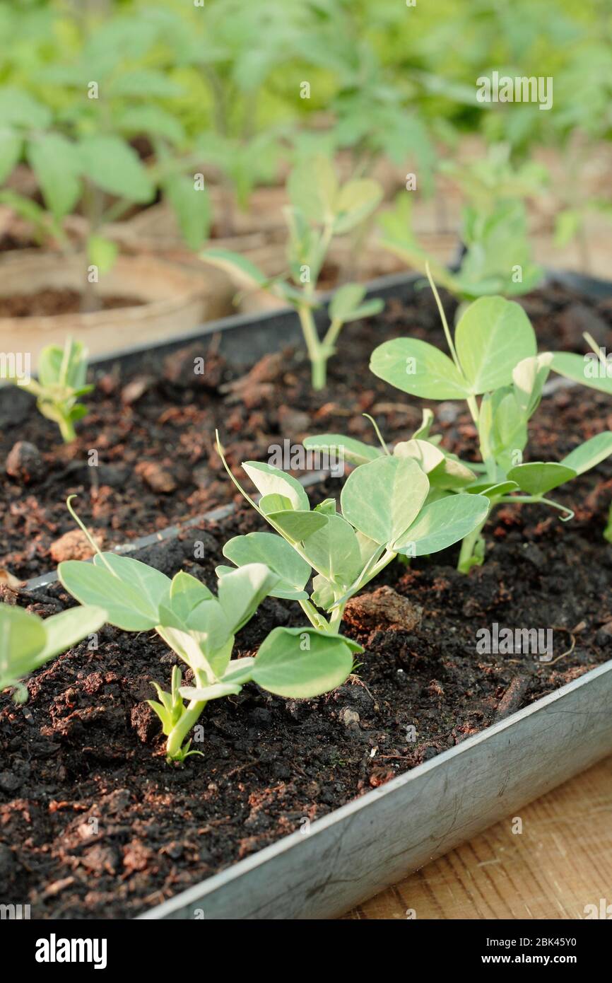 Pisum sativum 'Kelvedon Wonder' peas started off from seed in lengths ...