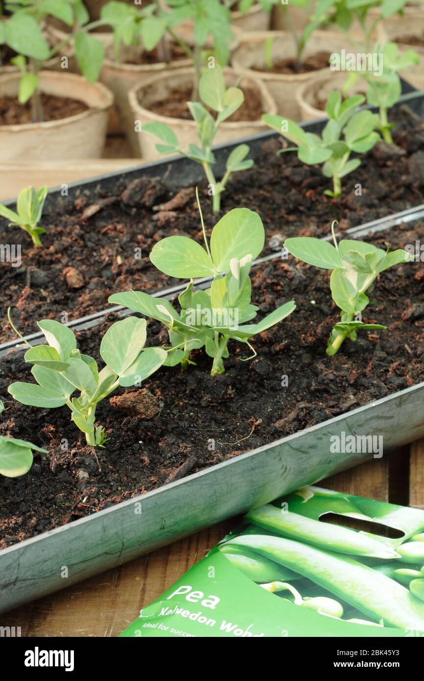 Growing peas hi-res stock photography and images - Alamy