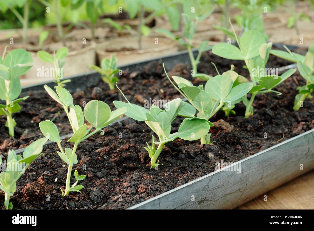 Peas drain pipe hi-res stock photography and images - Alamy