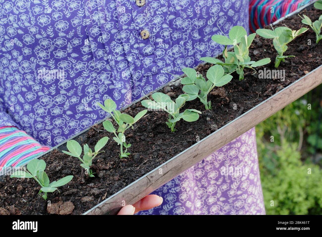 Pisum sativum 'Kelvedon Wonder' peas started off from seed in lengths ...