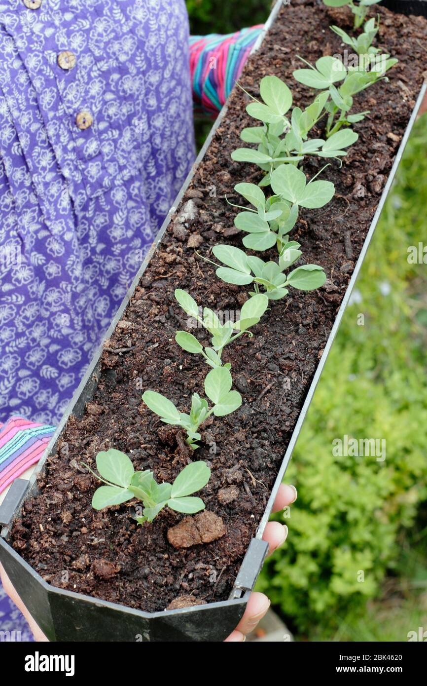 Pisum sativum 'Kelvedon Wonder' peas started off from seed in lengths ...