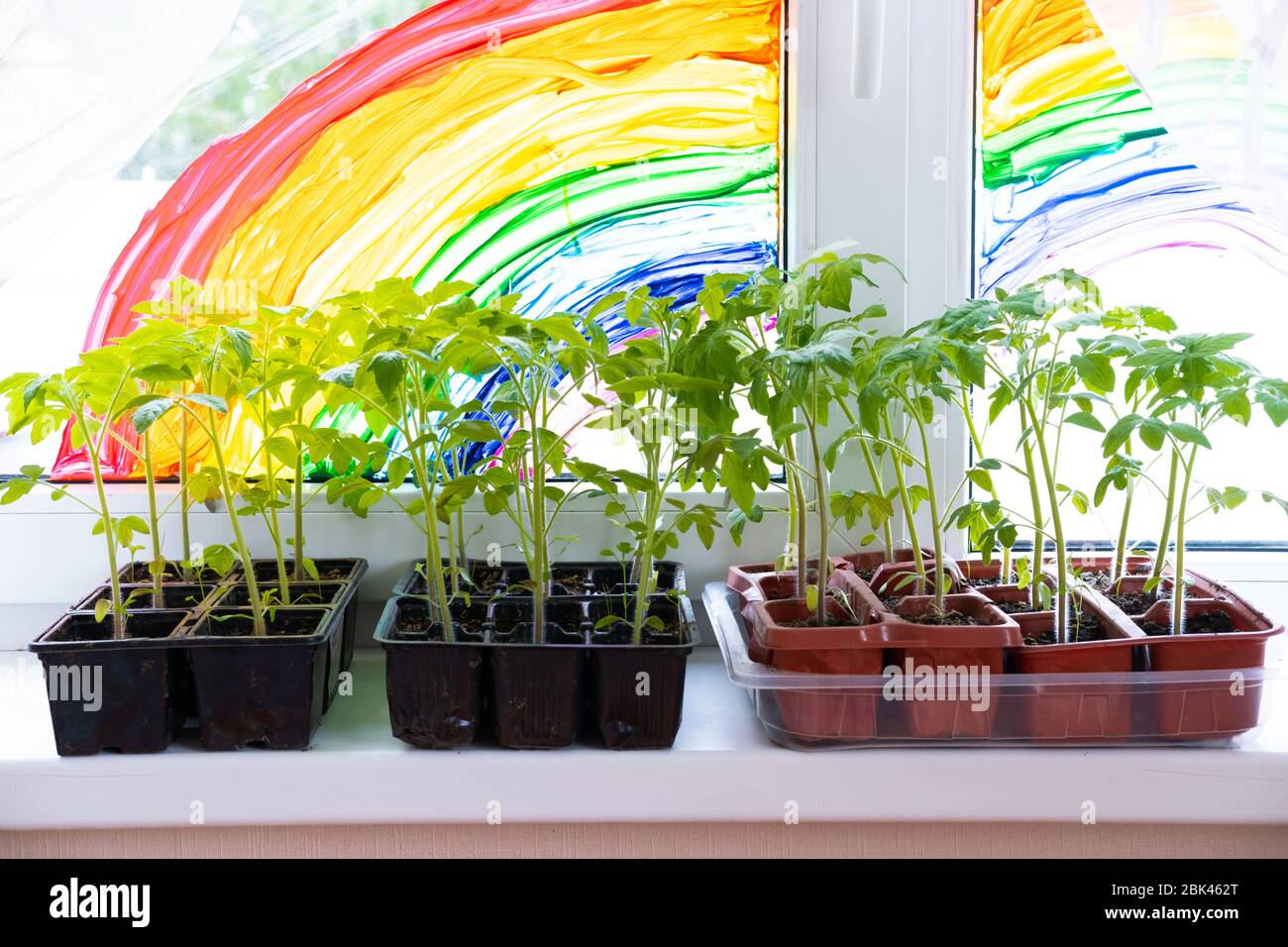 Young tomato seedlings in pots on white window. How to growing food at ...