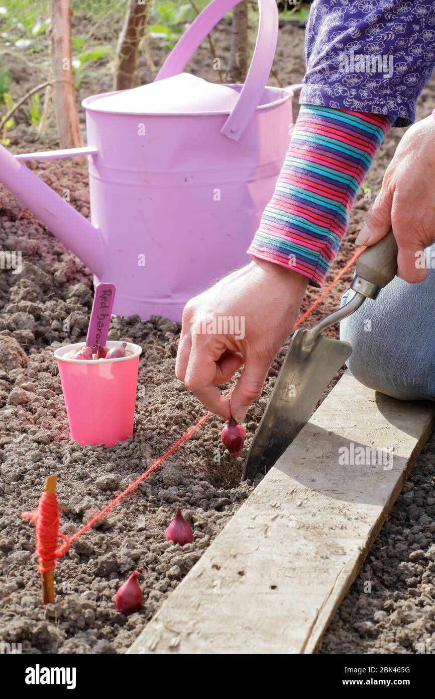 Allium cepa. Planting 'Red Baron' onion sets in a veg plot in a ...