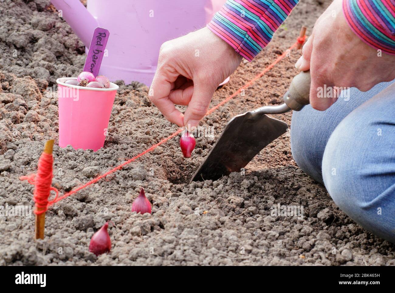 Allium cepa. Planting 'Red Baron' onion sets in a veg plot in a ...
