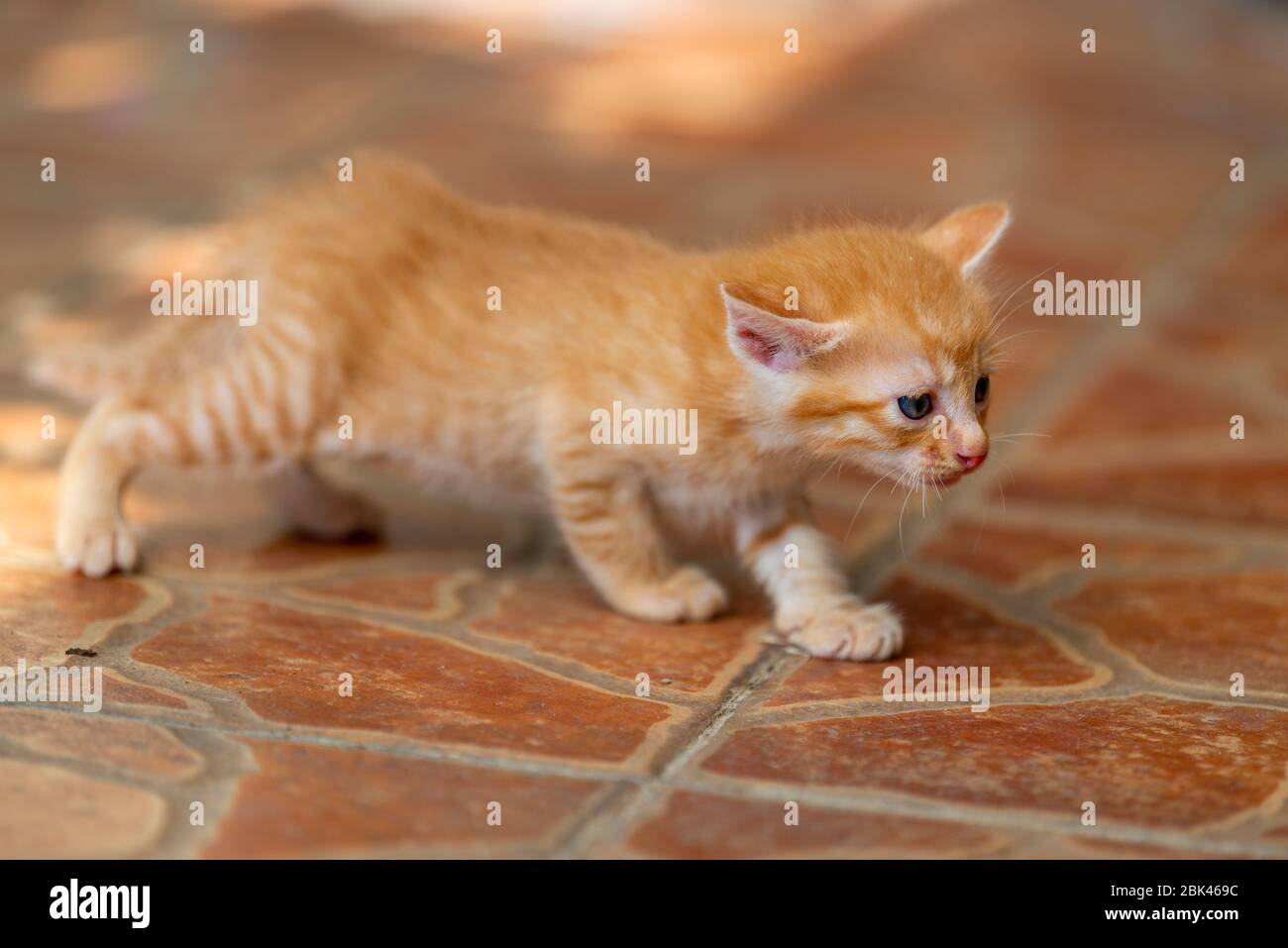 A cute orange little milk cat, kitten Stock Photo - Alamy
