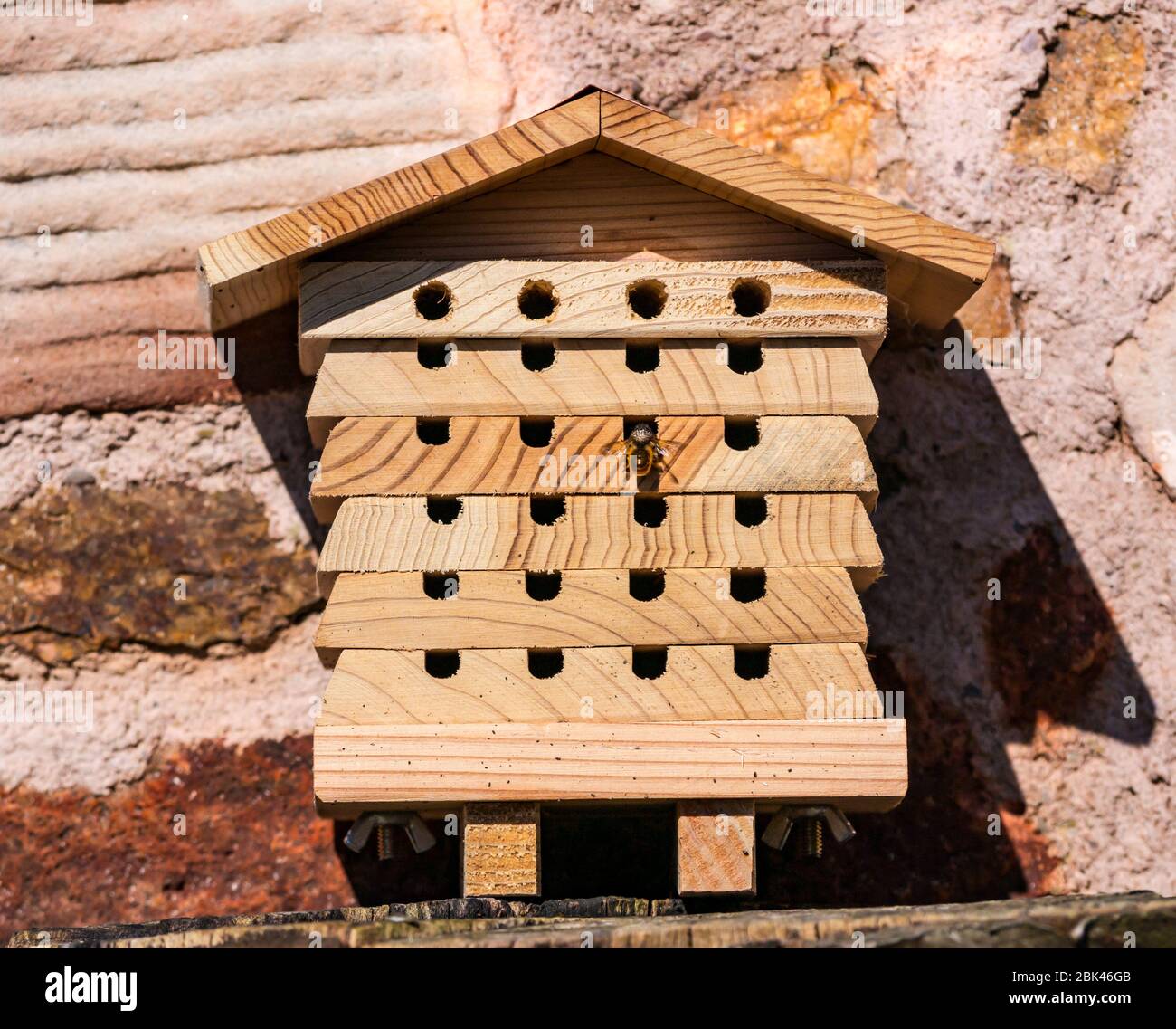 Mason bee house close up hi-res stock photography and images - Alamy