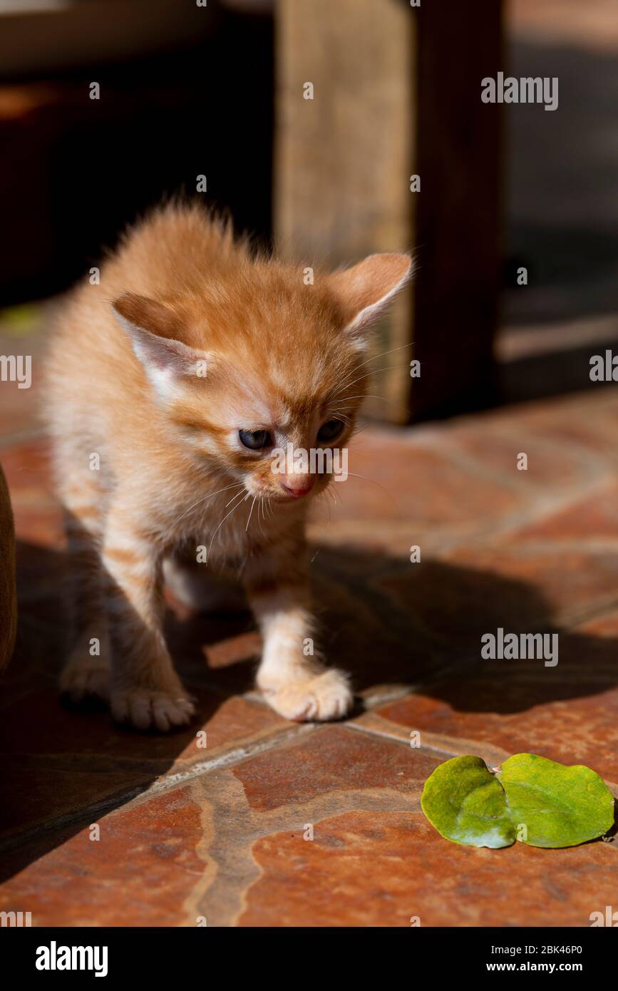 A cute orange little milk cat, kitten Stock Photo - Alamy