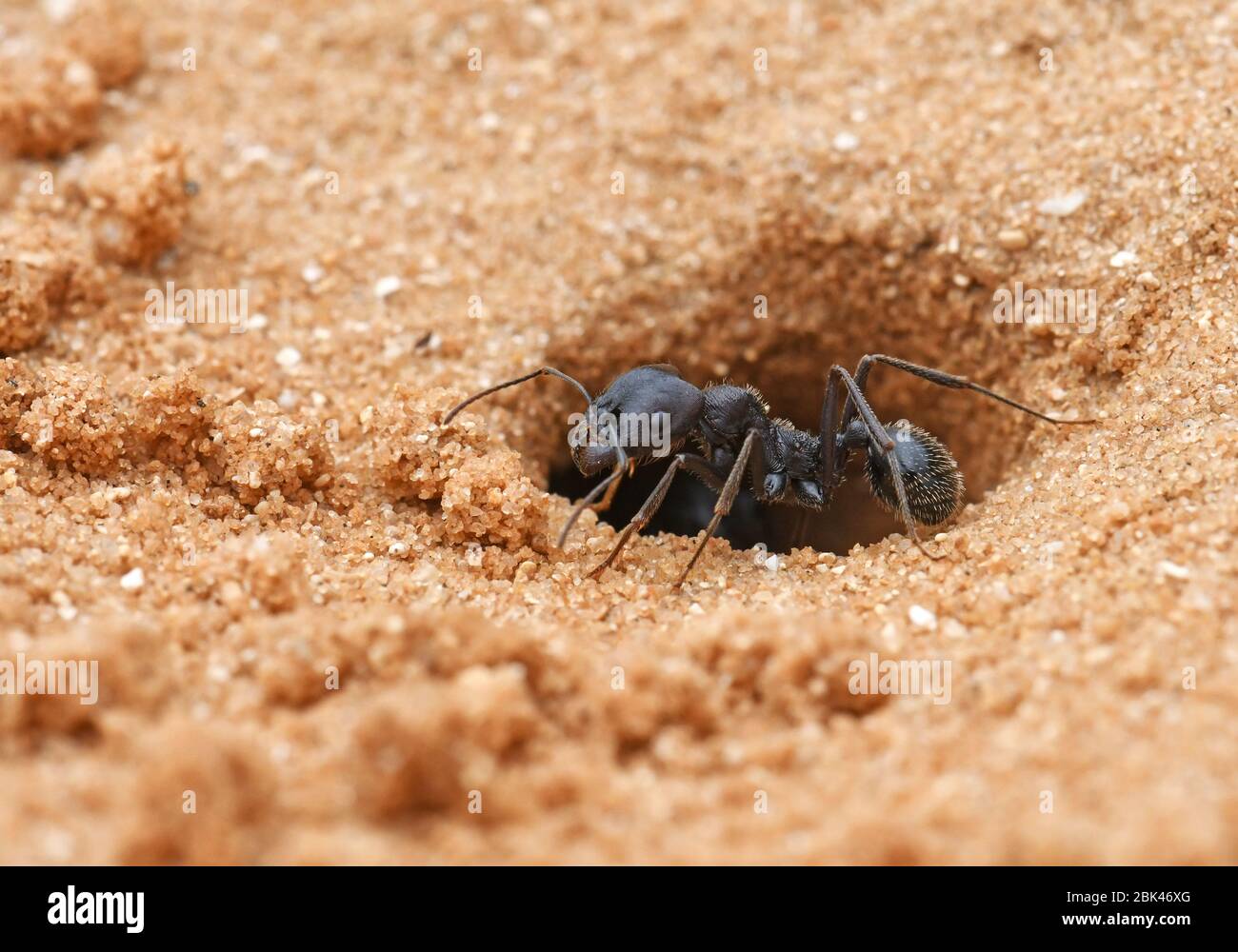 Underground anthill hi-res stock photography and images - Alamy