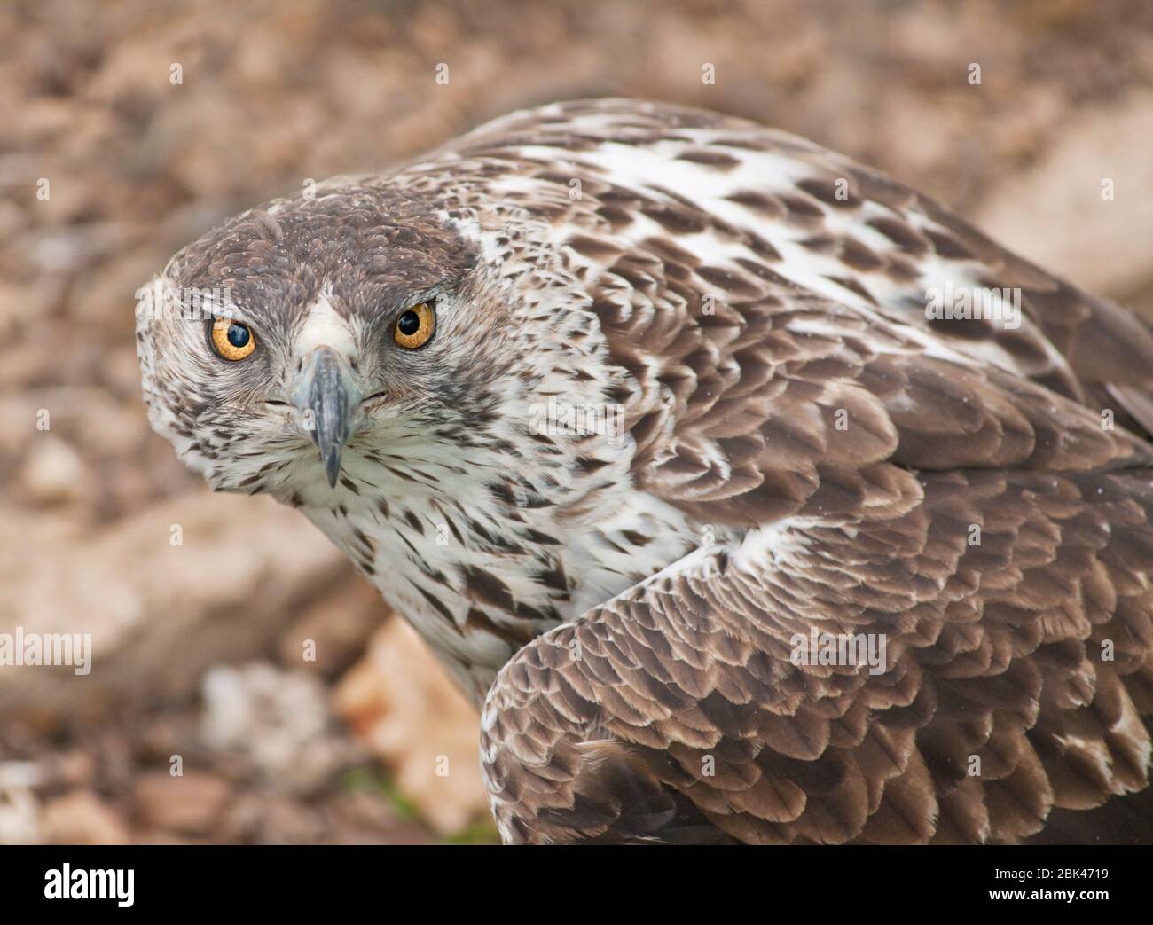 Sharp eyes of eagle hi-res stock photography and images - Alamy