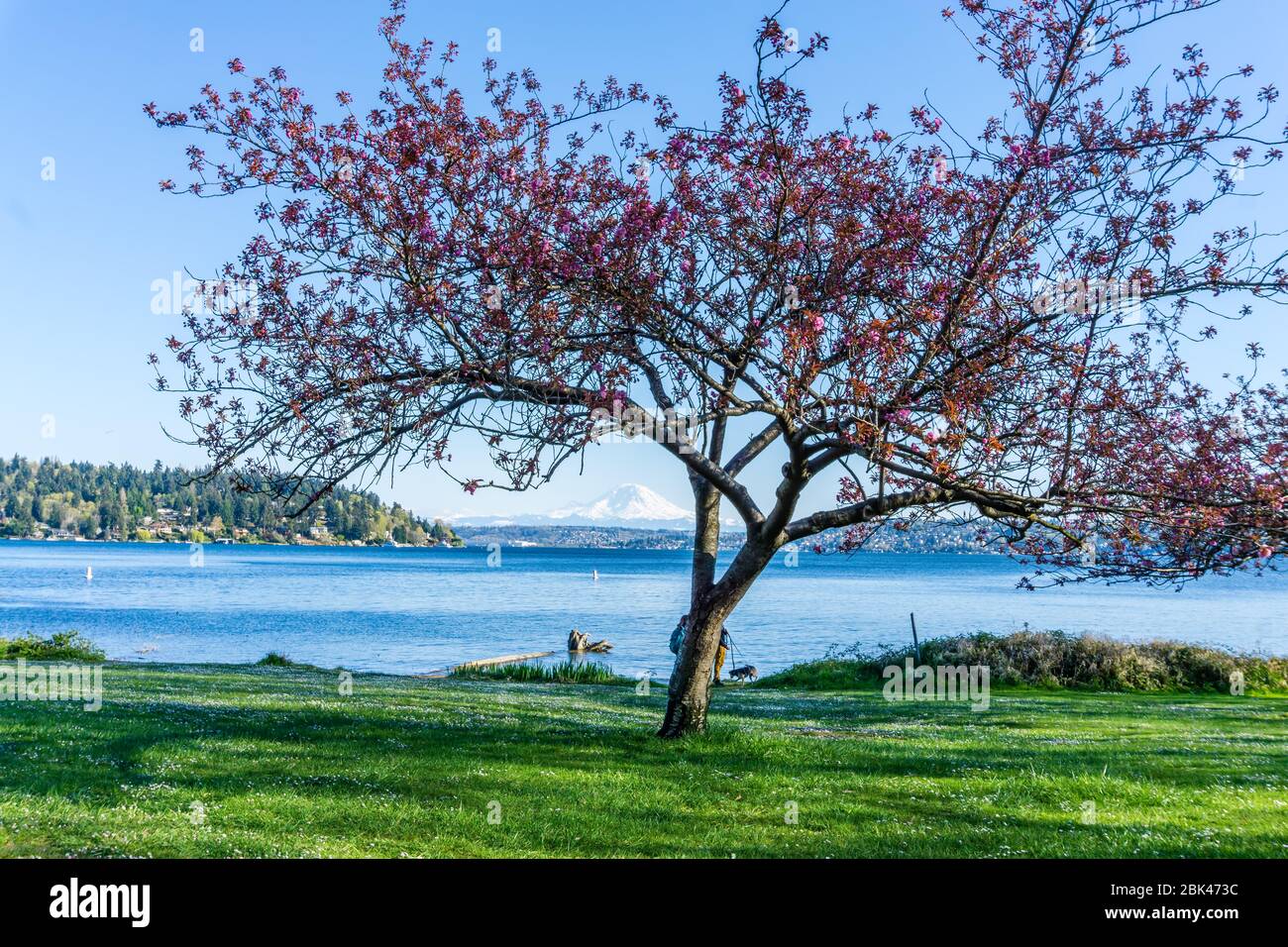Tree blooming at Seward Park in Seattle, Washington Stock Photo - Alamy