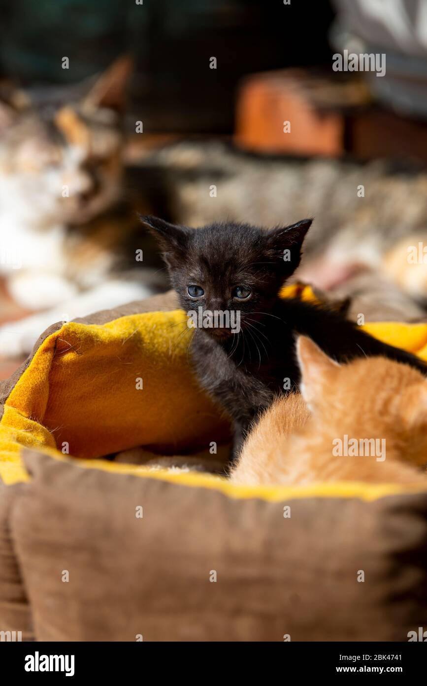A cute orange little milk cat, kitten Stock Photo - Alamy