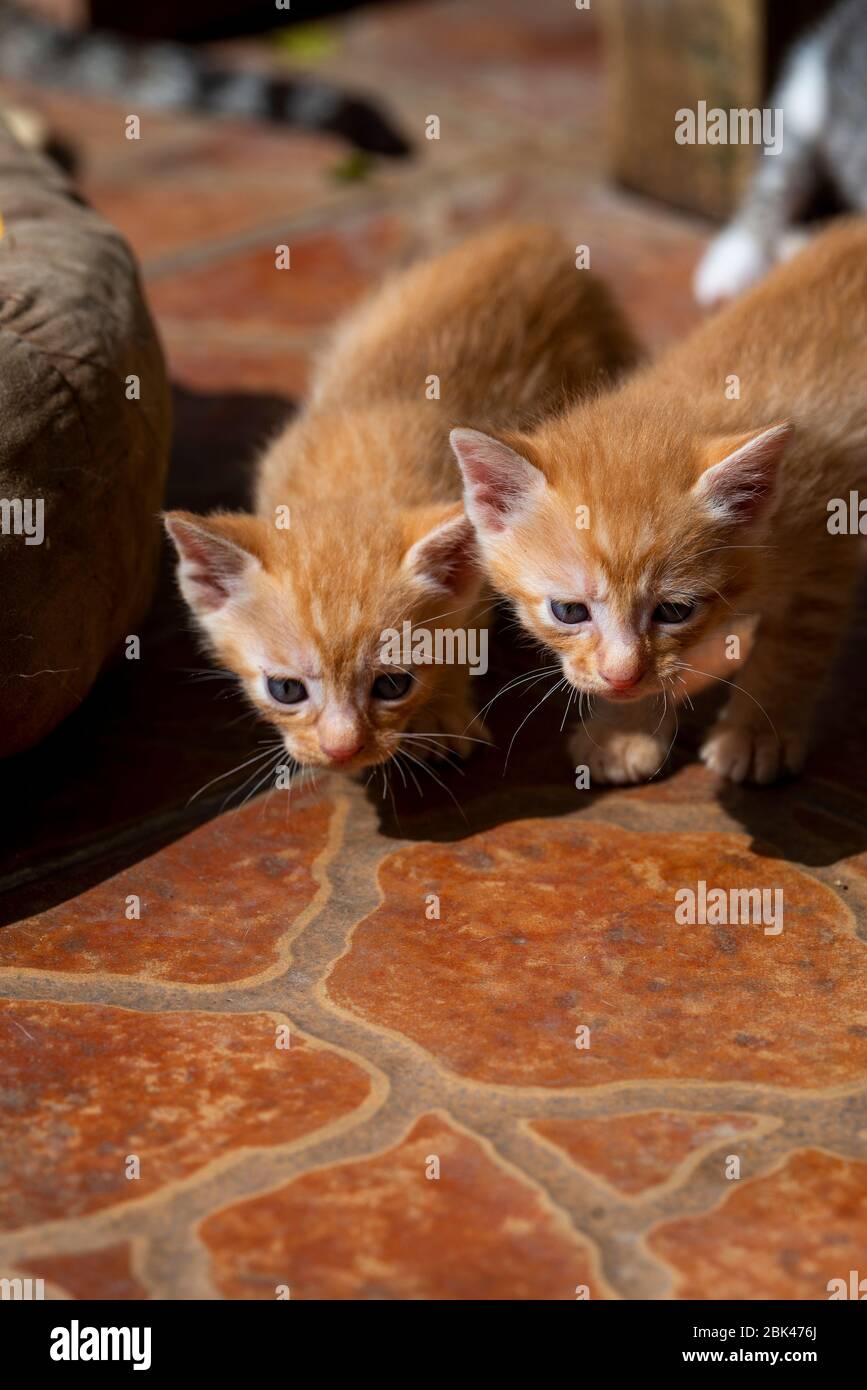 A cute orange little milk cat, kitten Stock Photo - Alamy