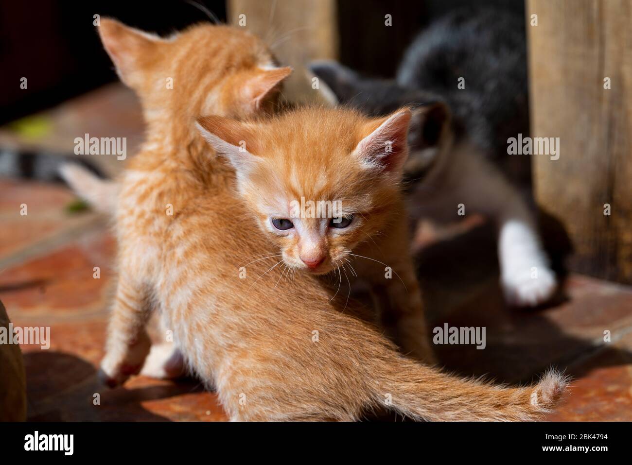 A cute orange little milk cat, kitten Stock Photo - Alamy
