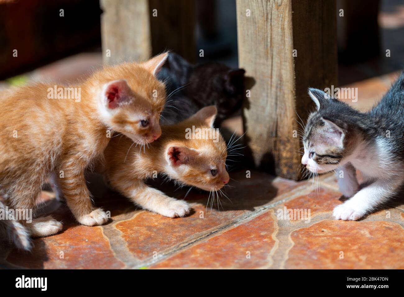 A cute orange little milk cat, kitten Stock Photo - Alamy