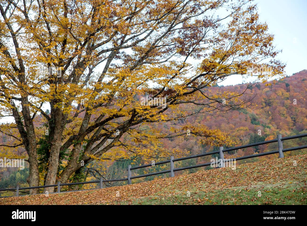 Beautiful fall scene in Japan Stock Photo - Alamy