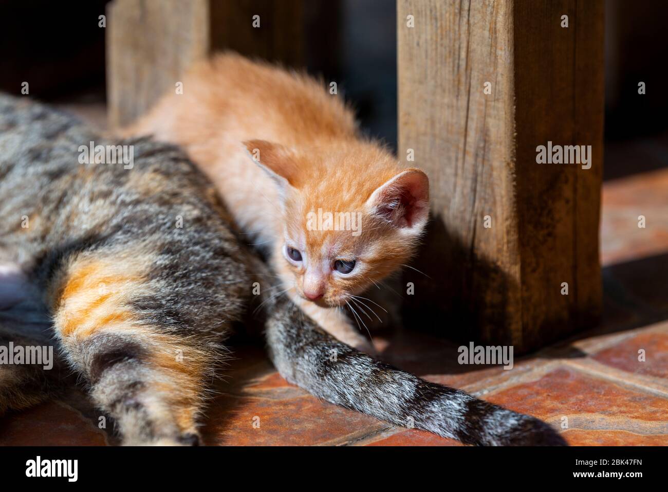 A cute orange little milk cat, kitten Stock Photo - Alamy