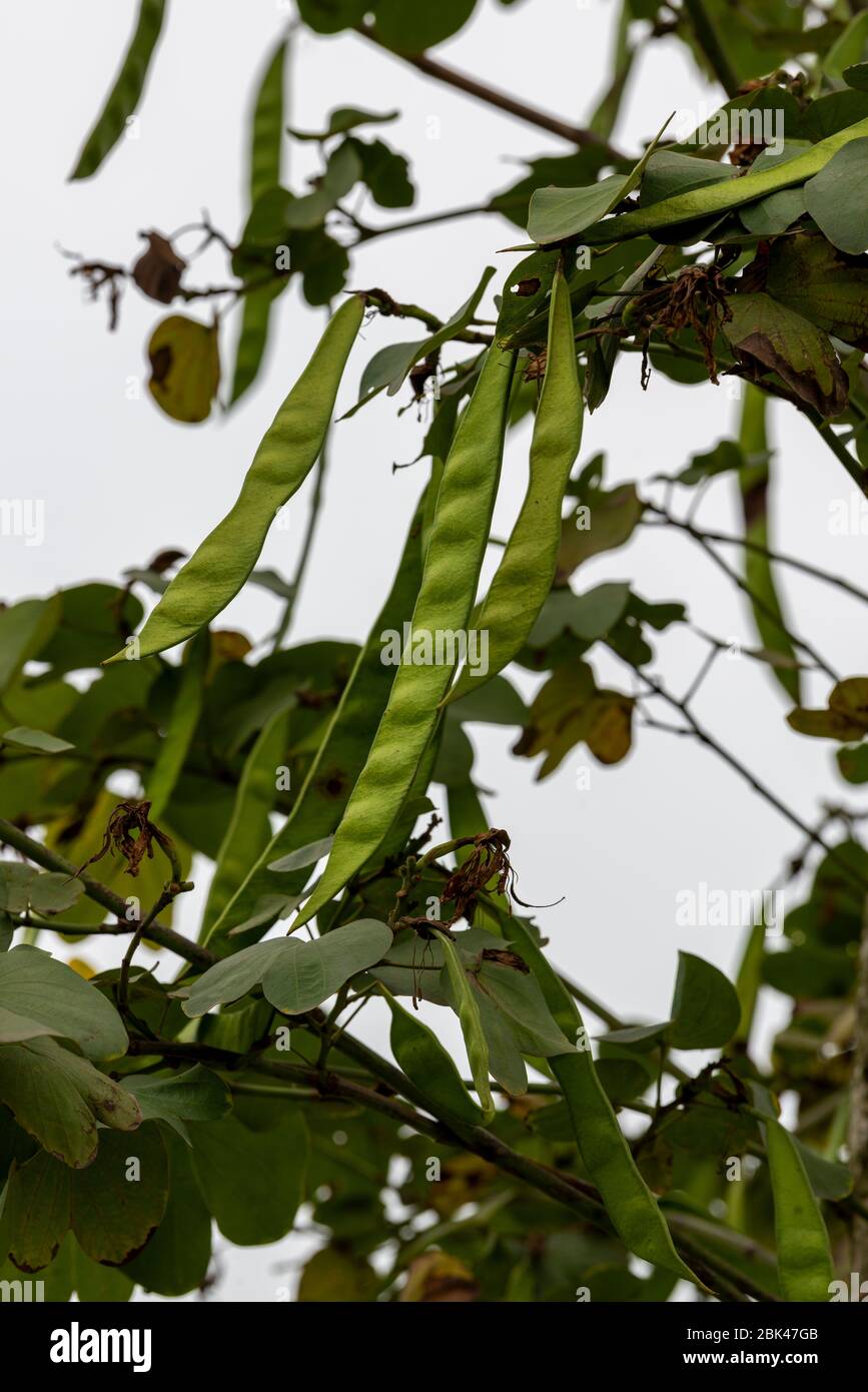 Closeup of long-shaped fruit of Bauhinia tree Stock Photo - Alamy