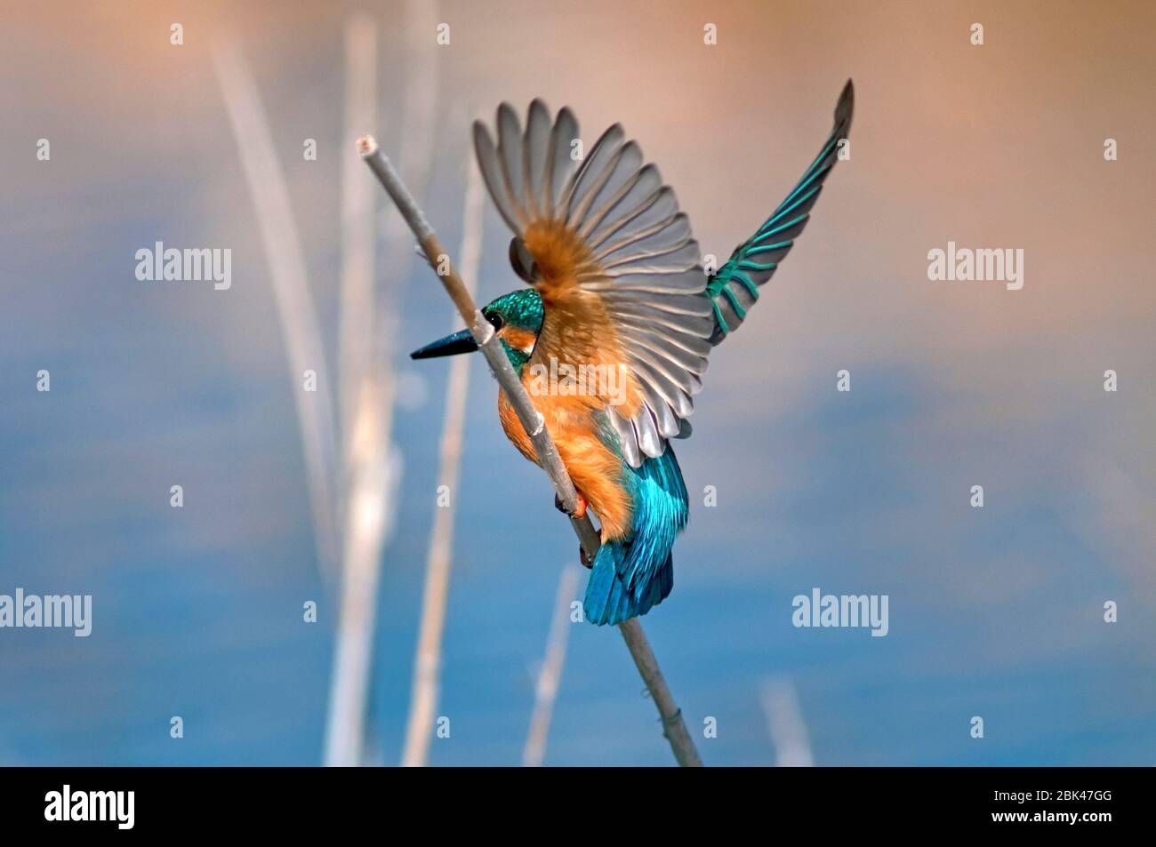 Kingfisher wings hi-res stock photography and images - Alamy