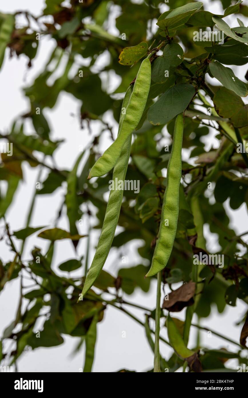 Closeup of long-shaped fruit of Bauhinia tree Stock Photo - Alamy