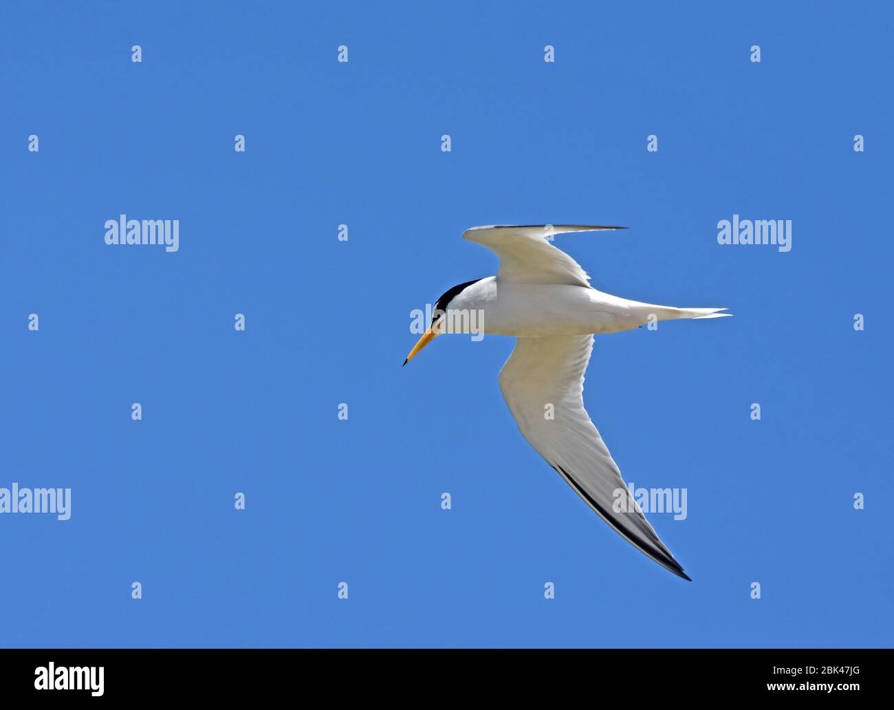 Tern migration hi-res stock photography and images - Alamy