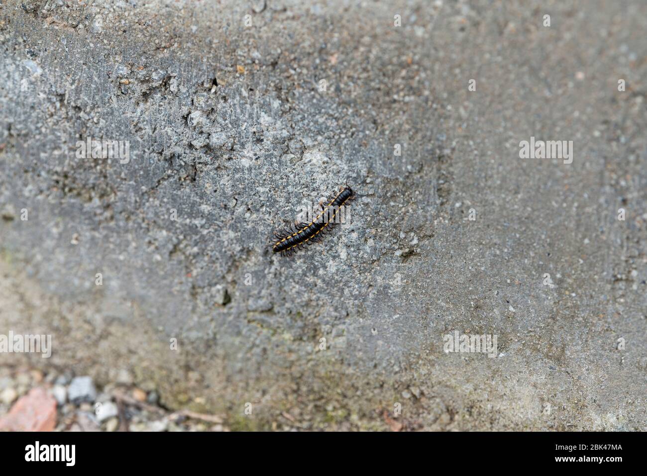 Millipede on a stone Stock Photo - Alamy