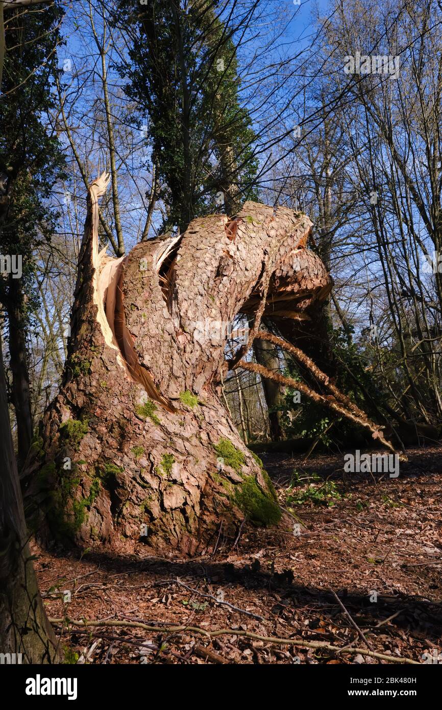 Big tree in the forest bent in the storm, splintered wood, Germany ...