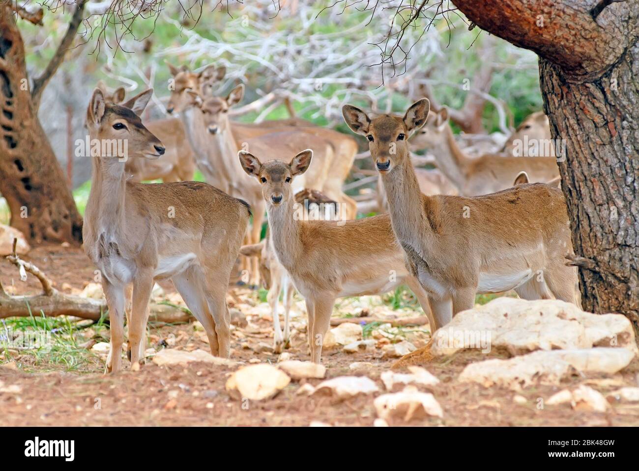 Persian Fallow Deer Stock Photo - Alamy