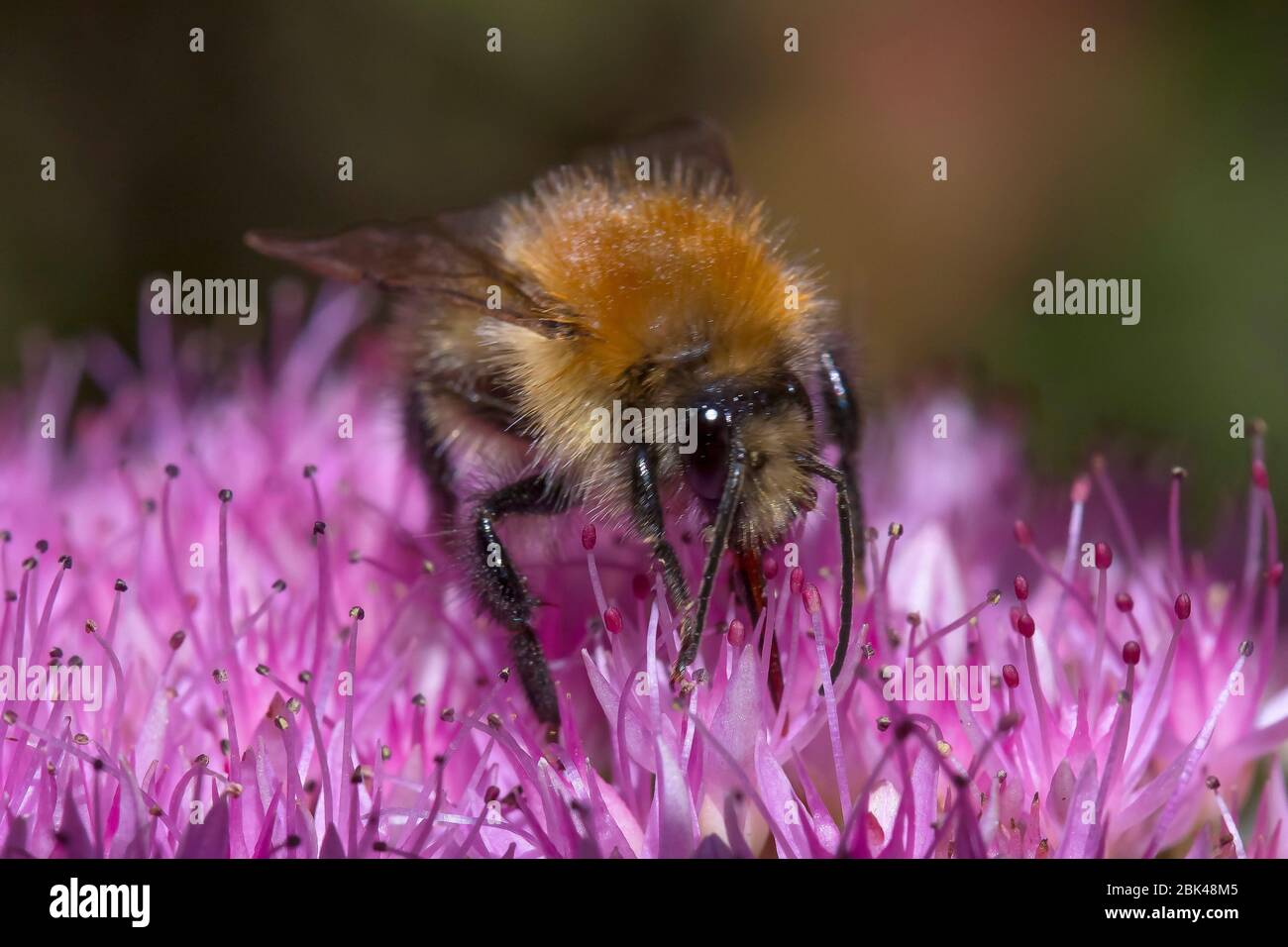 Buzz the bee hi-res stock photography and images - Alamy