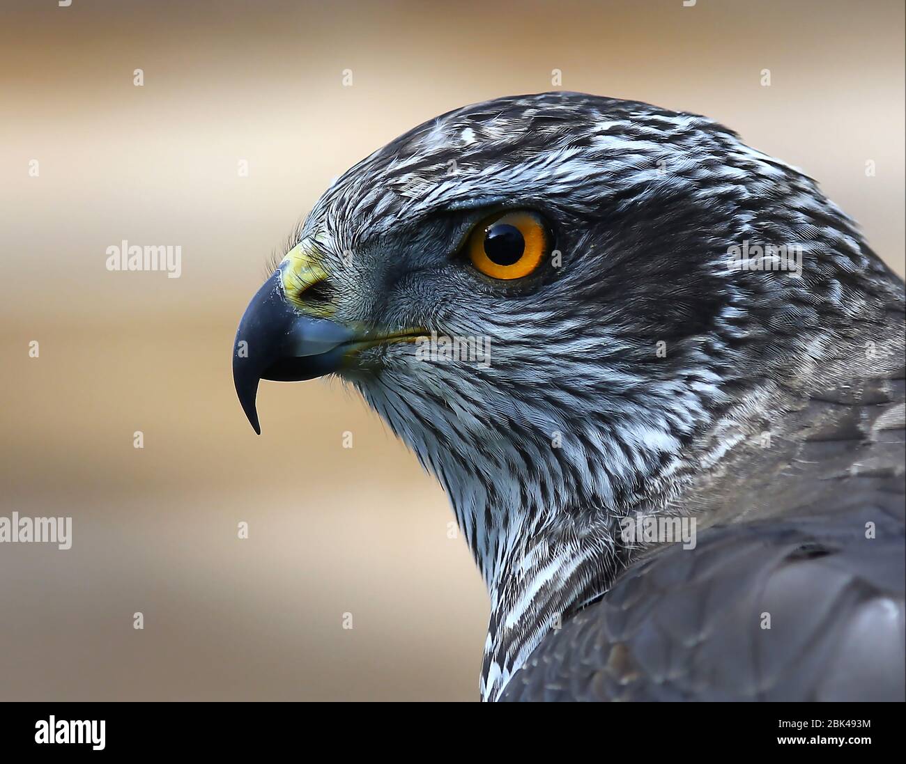Hawk profile hi-res stock photography and images - Alamy