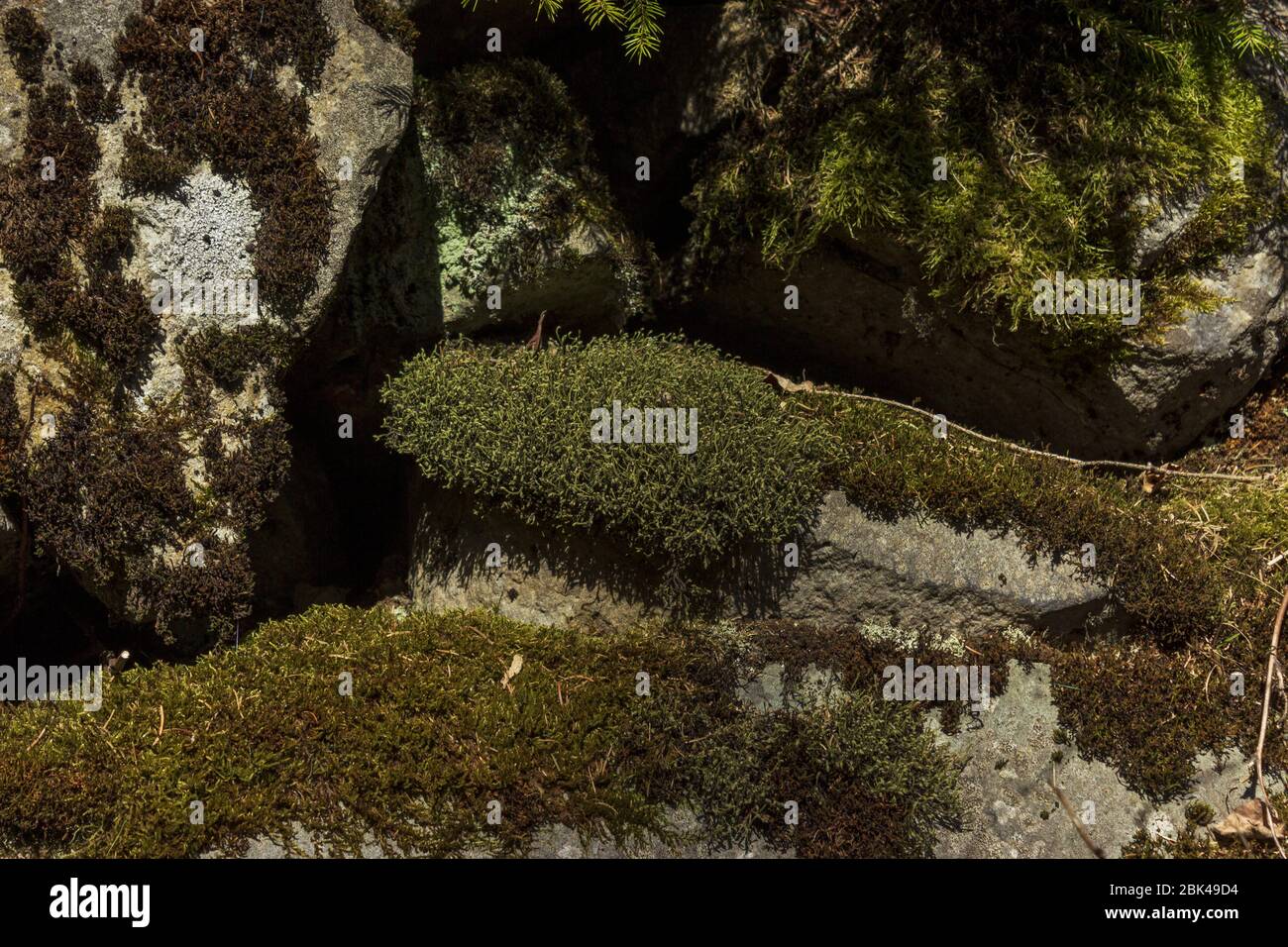 Golden moss hi-res stock photography and images - Alamy