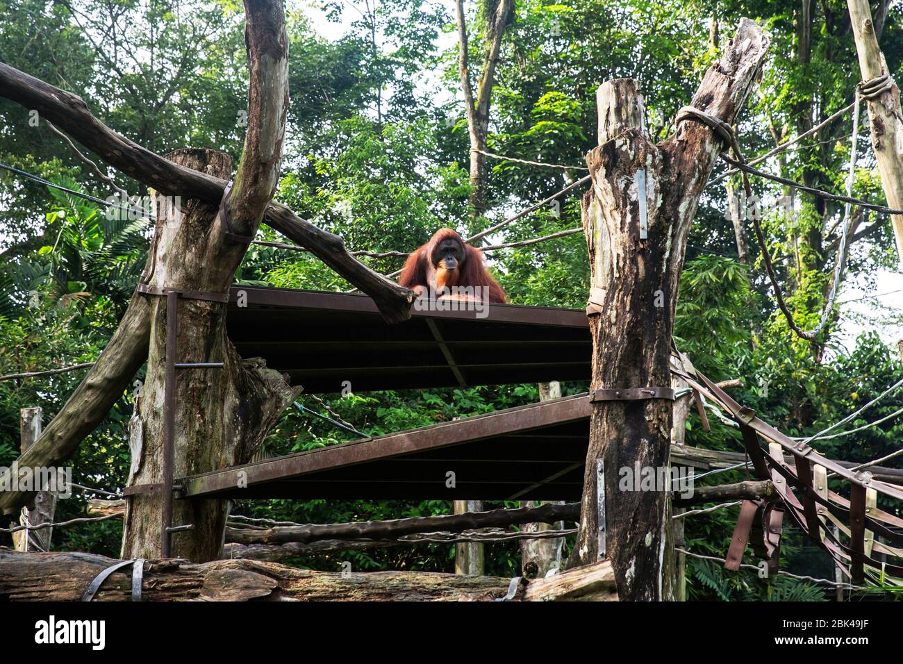 Orangutan rests in his enclosure Stock Photo - Alamy