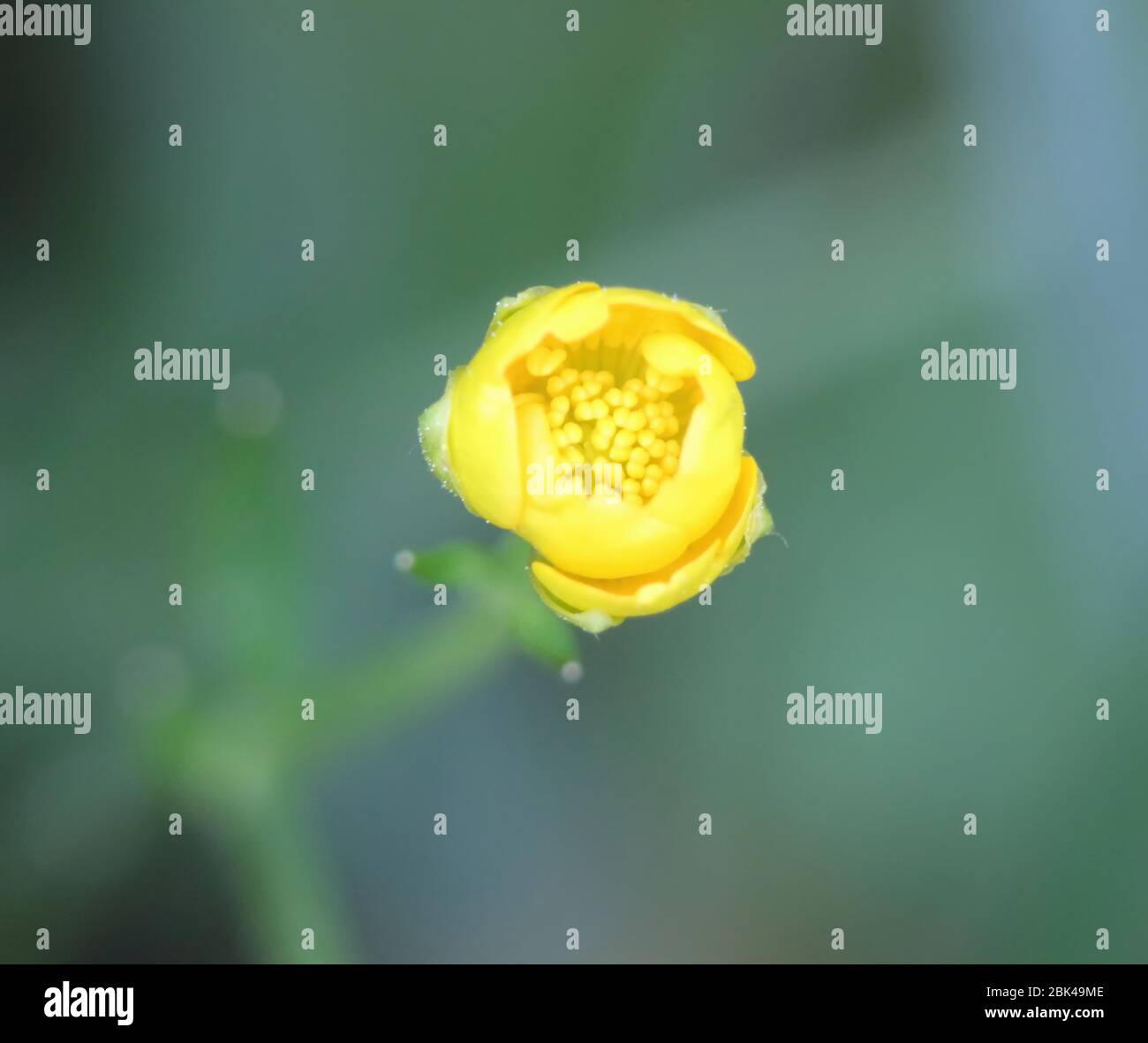 Glossy buttercup hi-res stock photography and images - Alamy