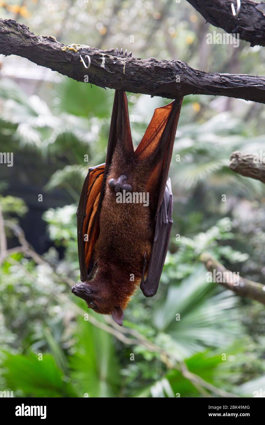 Malayan Flying Fox hanging from the branch Stock Photo - Alamy