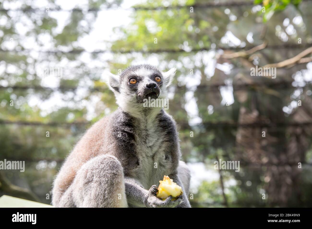 Ring Tailed Lemur eating fruit Stock Photo - Alamy