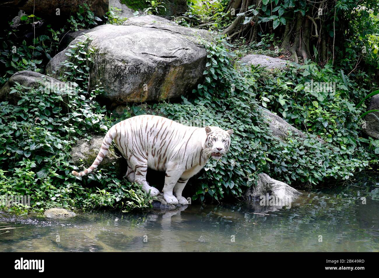 White tiger in singapore zoo hi-res stock photography and images - Alamy