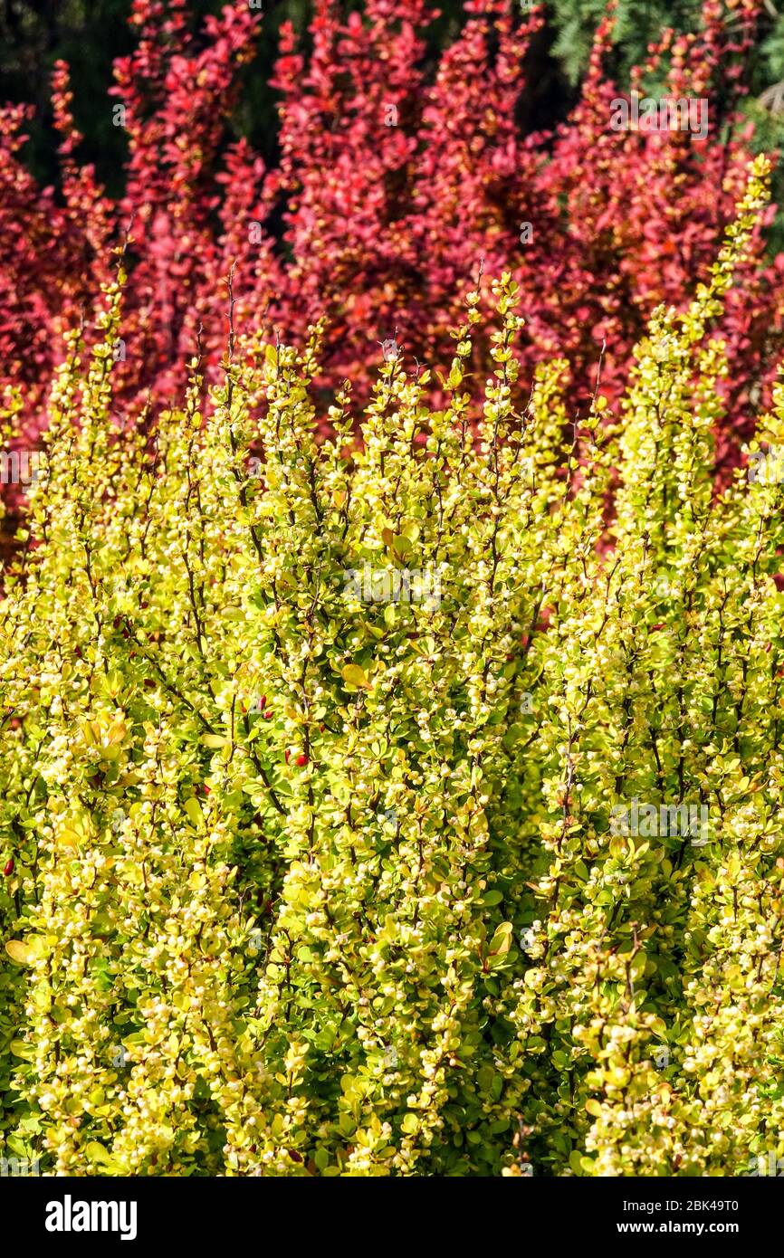 Japanese Barberry Berberis thunbergii Golden Rocket, Orange Rocket ...