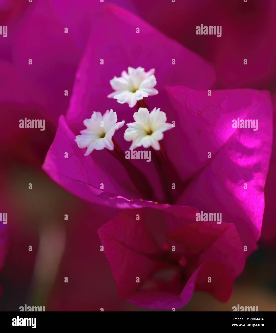 A close up of pink bougainvillea flower heart in summer in spain Stock ...