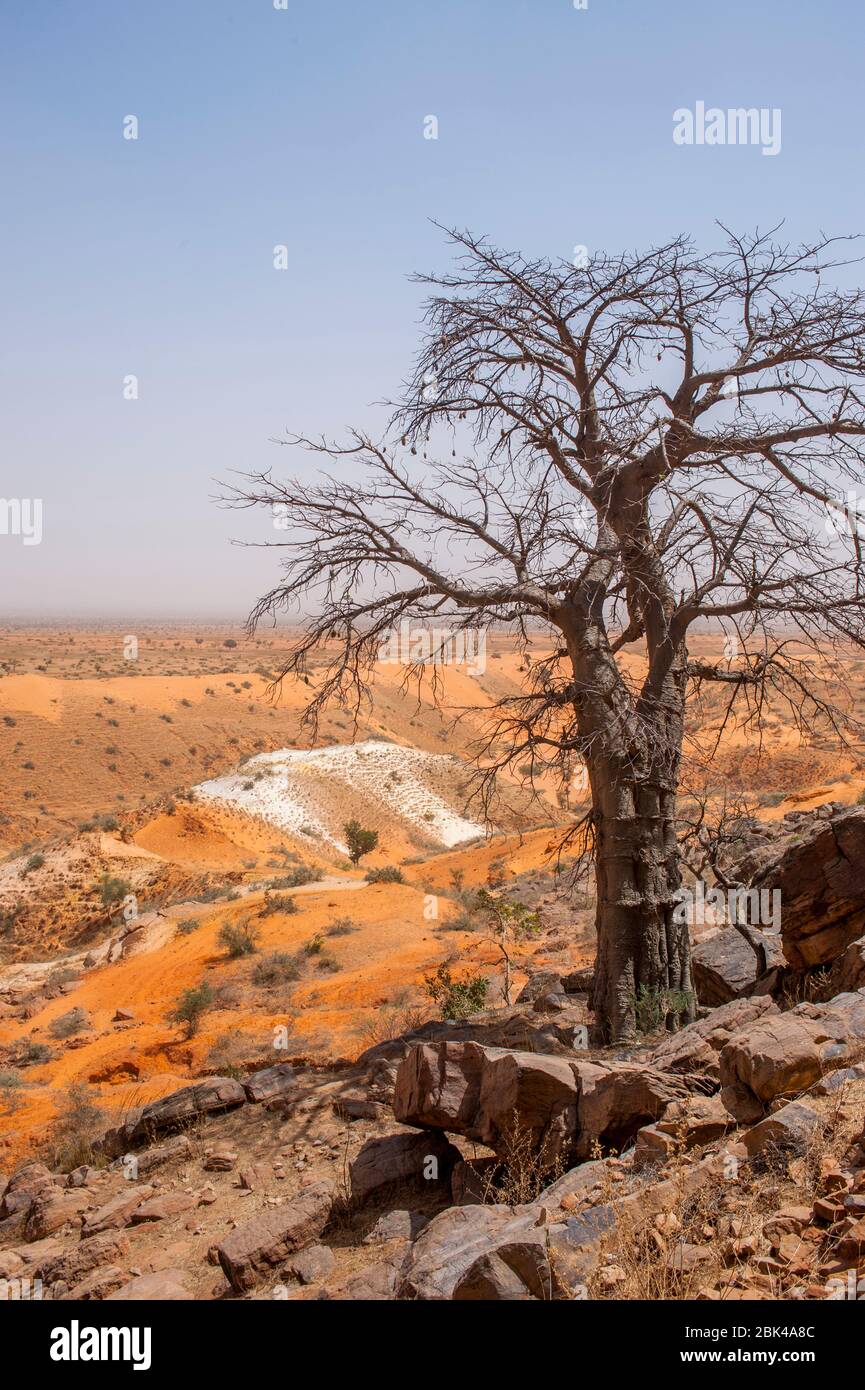 Sahel africa tree hi-res stock photography and images - Alamy