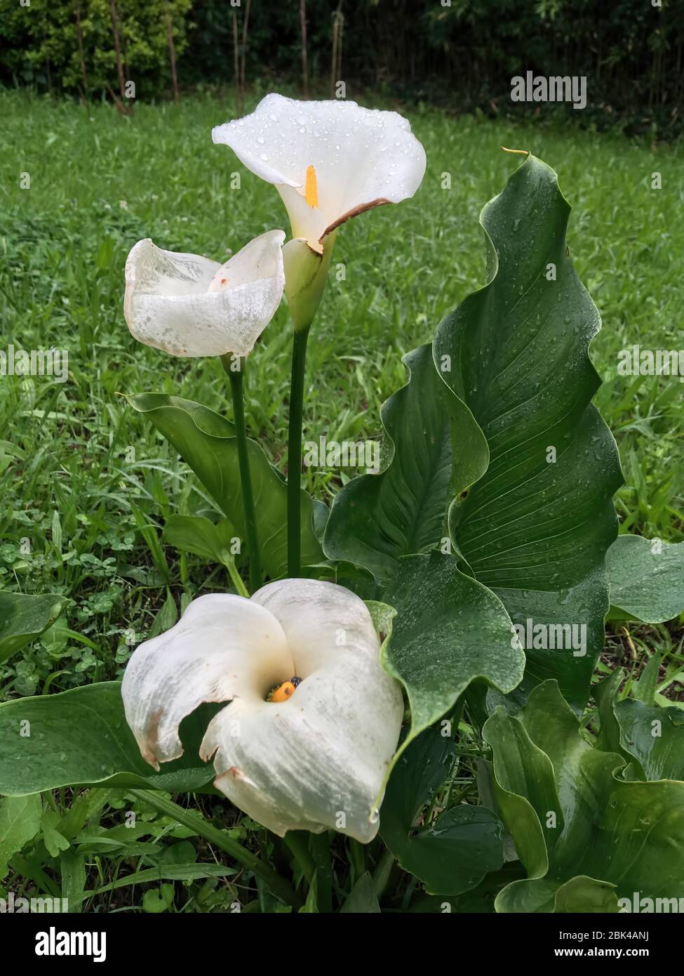 a bouquet of arum flowers in a park in the rain in spring Stock Photo ...