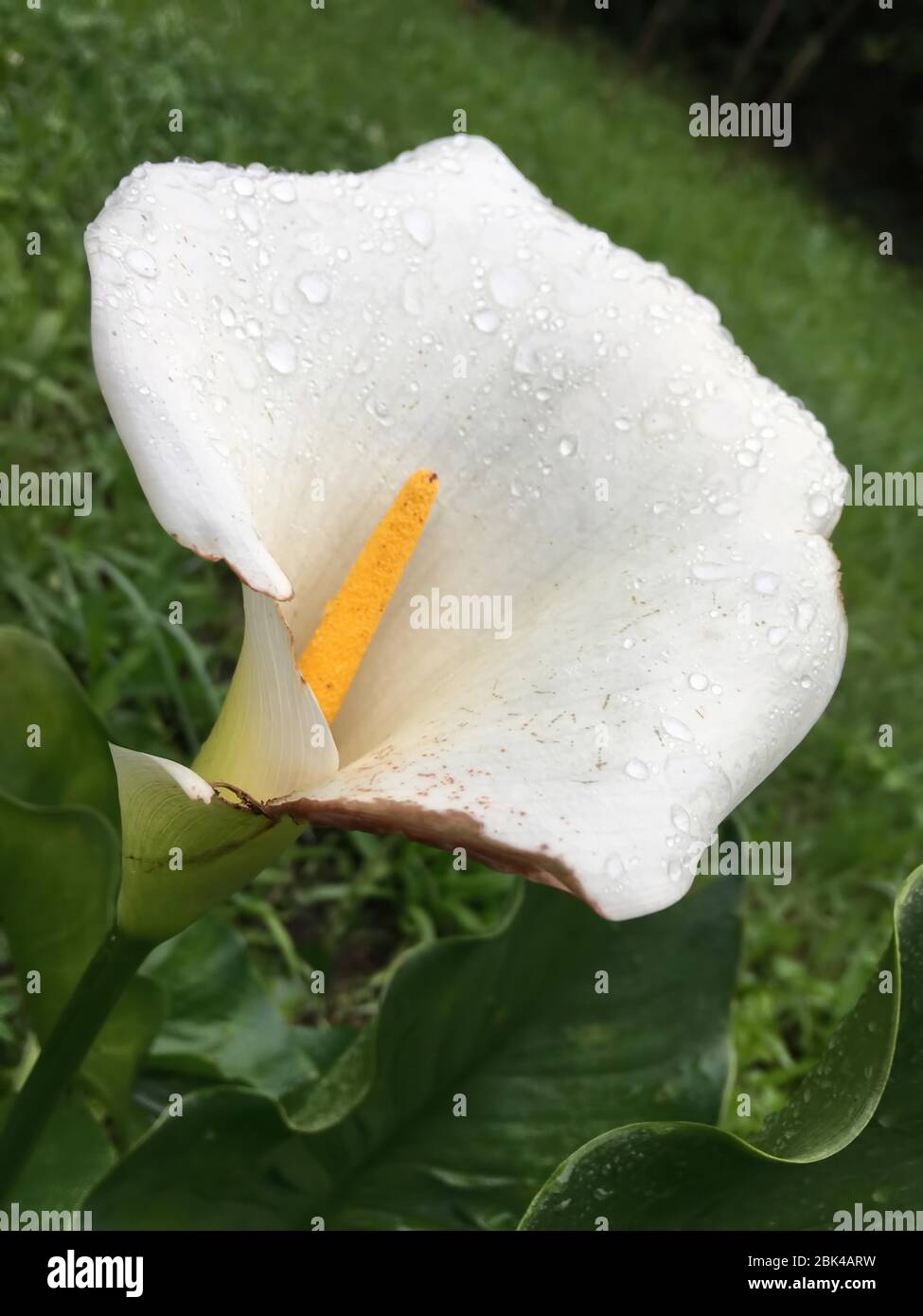 arum flowers in a park in the rain in spring Stock Photo - Alamy