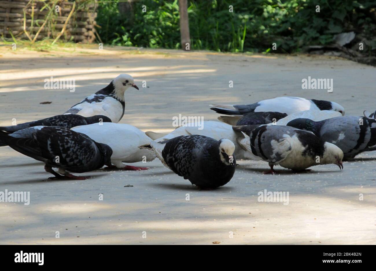 Birds of assam hi-res stock photography and images - Alamy