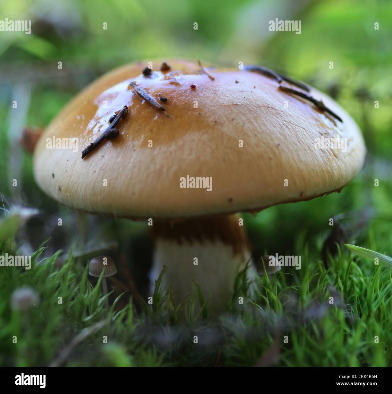 Moss square hi-res stock photography and images - Alamy