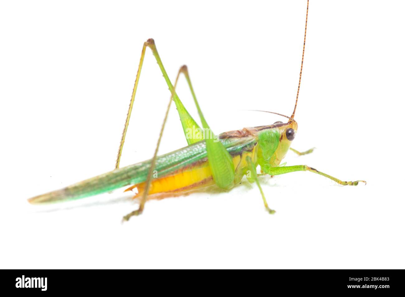 The black-kneed conehead or black-kneed meadow katydid (Conocephalus ...