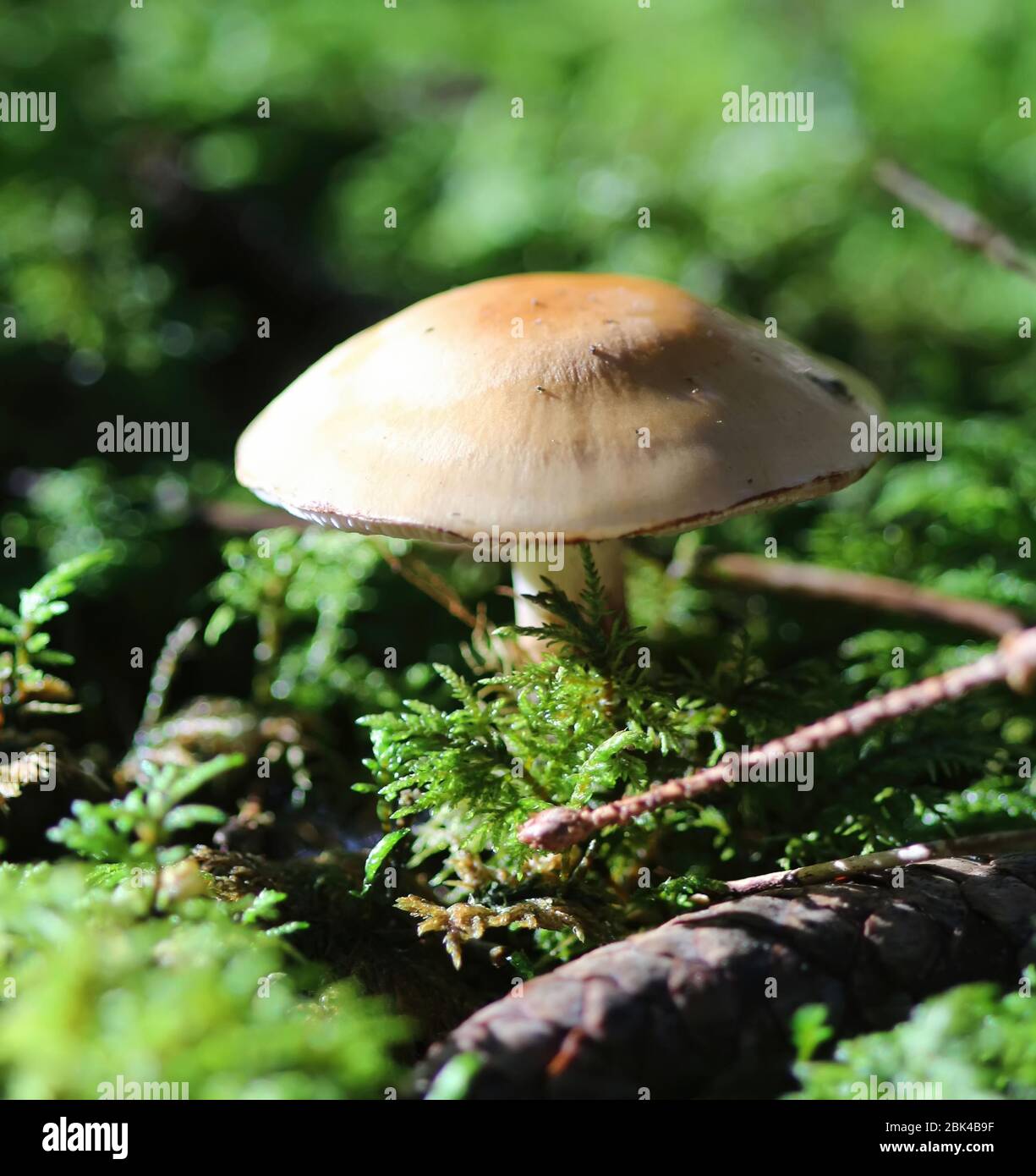 Moss square hi-res stock photography and images - Alamy