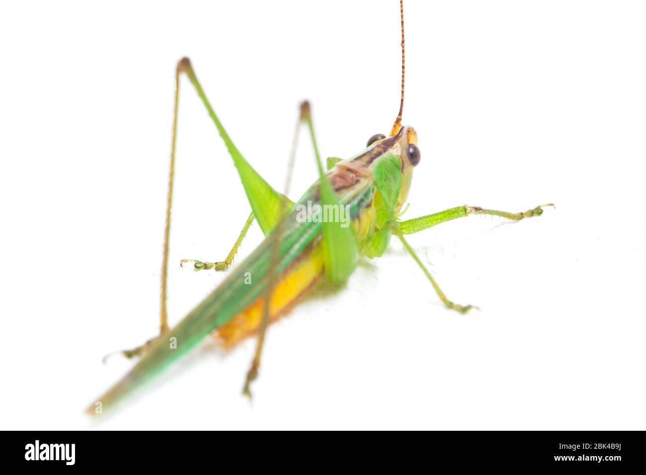 The black-kneed conehead or black-kneed meadow katydid (Conocephalus ...