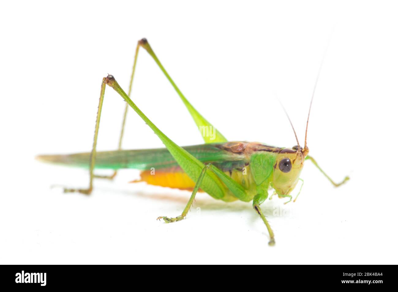 The black-kneed conehead or black-kneed meadow katydid (Conocephalus ...